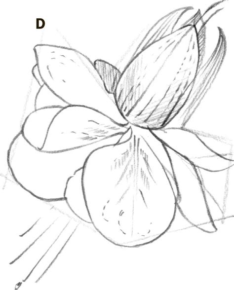 Flower Shading Drawing At Getdrawings Free Download