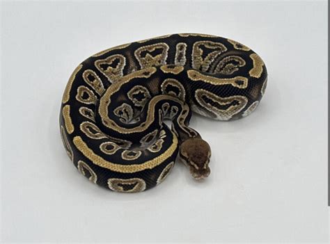Cypress Poss Het Hypo Snb Exotics
