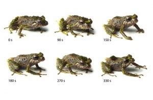 Mutable Frog Species Krynak College Of Arts And Sciences