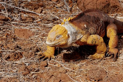 Fainting Goat Background Images Hd Pictures And Wallpaper For Free