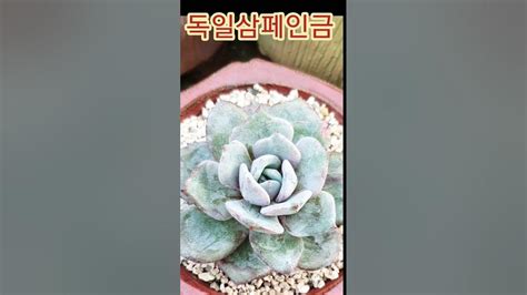 독일샴페인아로마다육succulents 多肉植物 국민다육 다육판매 Youtube