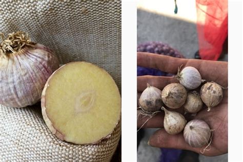 Чеснок однозубка: посадка, выращивание и уход, когда выкапывать и ...