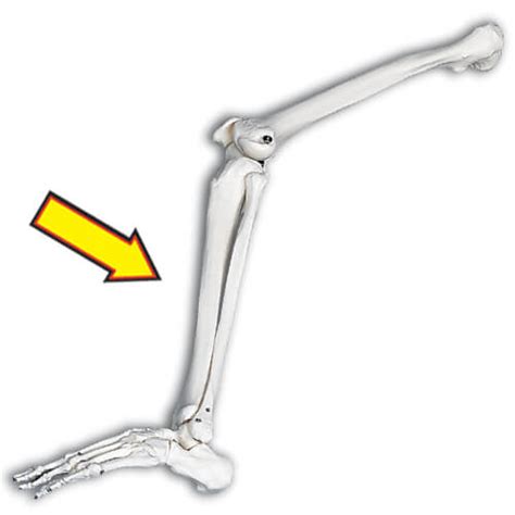 Tibia Skeletal Model Nimco Inc