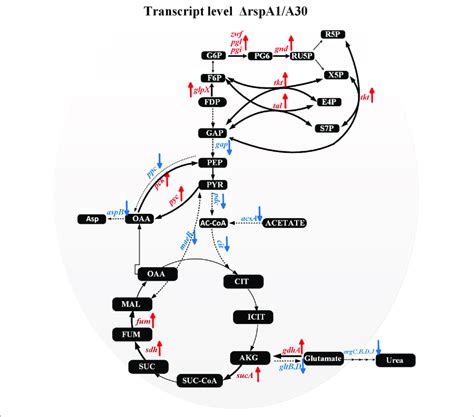 Transcriptomic Data Analysis Of Differentially Expressed Genes Degs