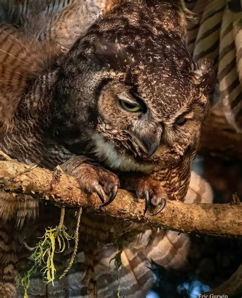 Виргинский филин | Пикабу