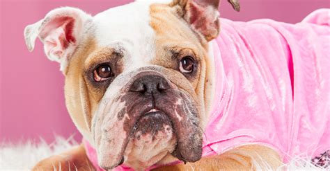 Le Sexe Du Chien Choisir Un Chien Mâle Ou Femelle