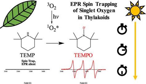 用于监测光合作用光保护过程中单线态氧时间动力学的 Epr 自旋捕获 Biochemistry X Mol