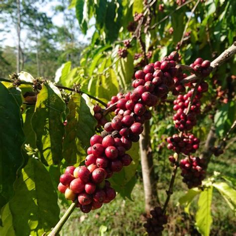 World Class Roasters Wolff Coffee Roasters