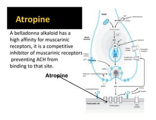 Class Anticholinergic Drugs Pdf