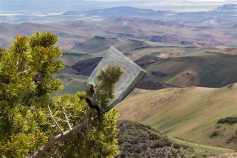 Nevada Conservation Group Works To Preserve Whitebark Pine