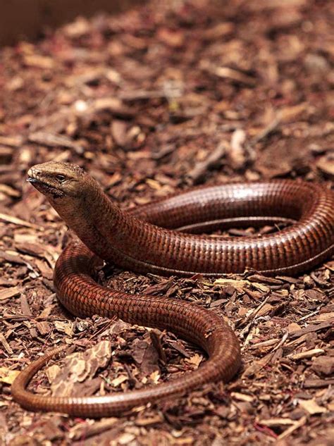 Legless Lizard Pets Society