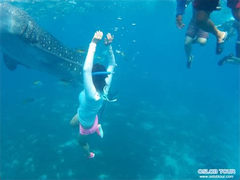 세부 오슬롭 고래상어 와칭 투어 2016년 10월 2일 오슬롭투어닷컴
