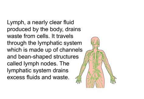 Breast Lumpectomy And Sentinel Lymph Node Biopsy