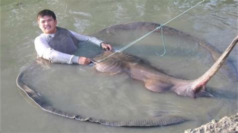 ზღვის ეშმაკი Youtube