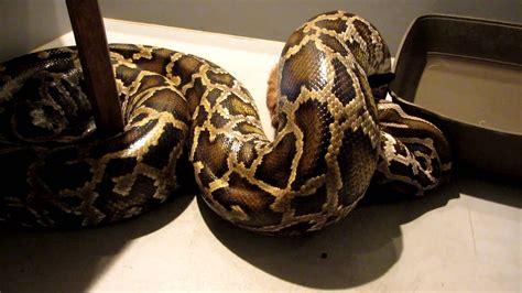 Burmese Python Feeding 1 Youtube