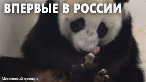 Детёныш большой панды впервые родился в Московском зоопарке - YouTube