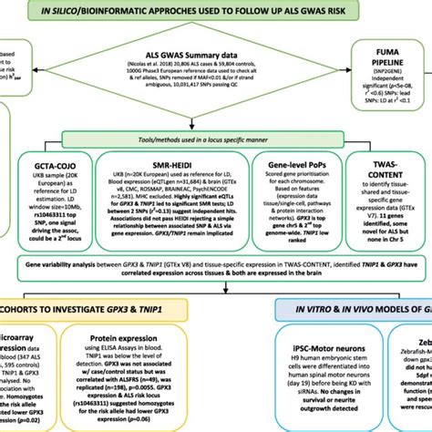 Of The In Silico In Vitro And In Vivo Follow Up Of Als Gwas Findings