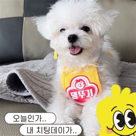 뭉미샵 강아지코스튬 댕뚜기 앞치마 강아지옷 코스프레옷 할로윈 뭉미샵 위시버킷