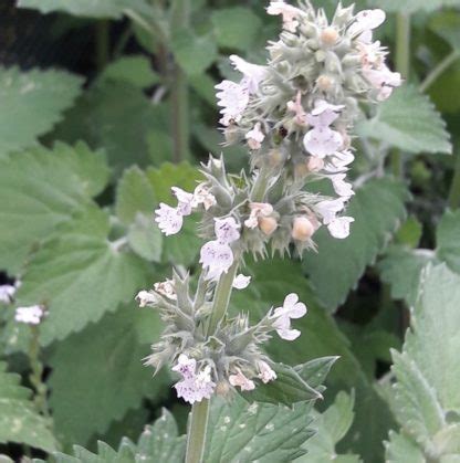Lemon Catnip Kahikatea Farm Certified Organic Nursery And Permaculture Farm