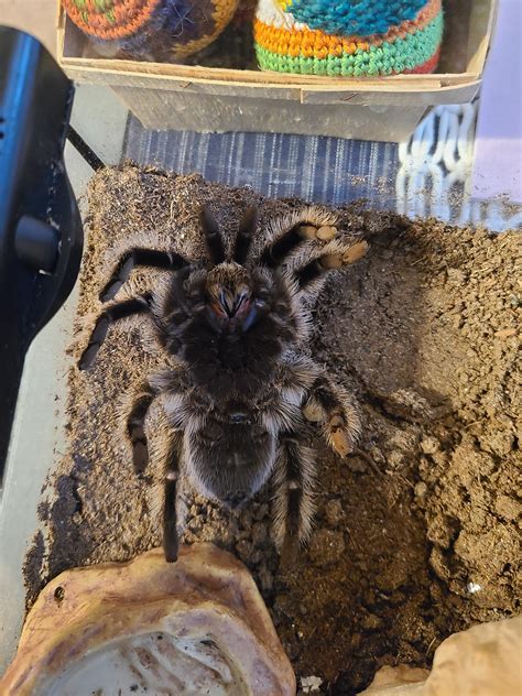 Tarantula Molting