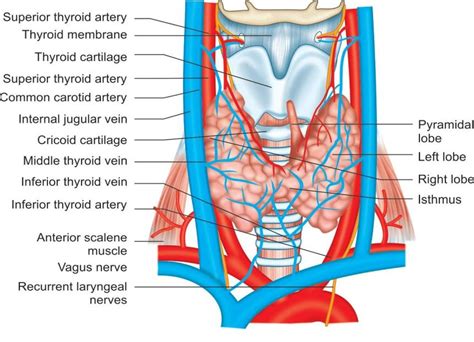 Thyroid Anatomy Nerves