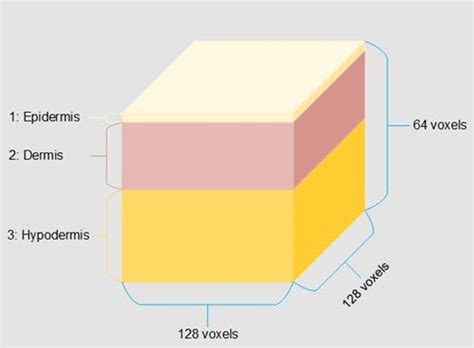 A Simple Illustration Of The 3d Skin Structure Phantom Model