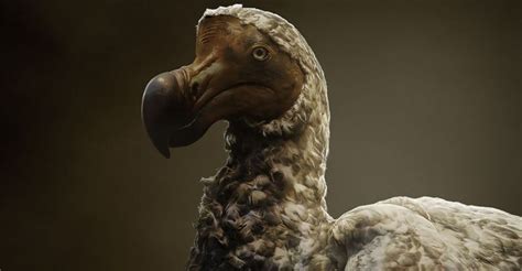 15 Extinct Bird Species The World Will Never See Again