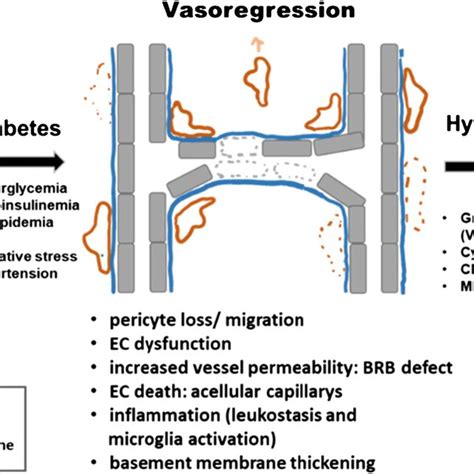 Of The Main Pathogenic Events Causing Pathological Neovascularization Download Scientific