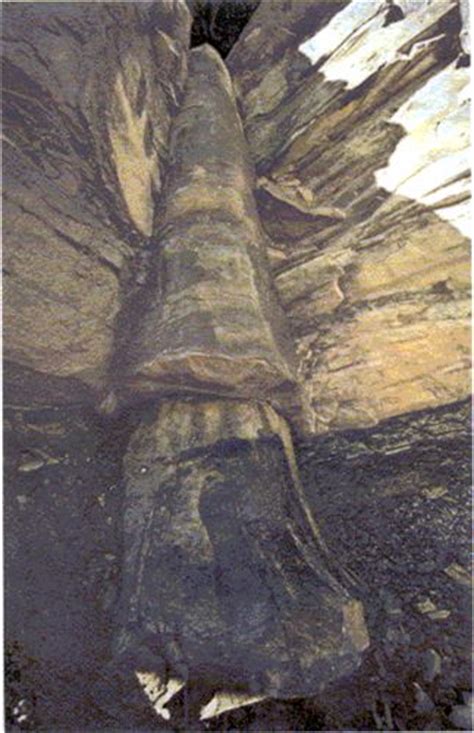 Polystrate Fossils Creation Testifies