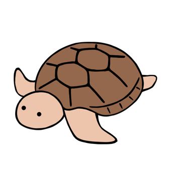 Turtle Shell Vector