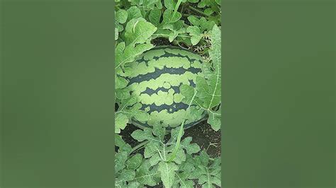 꽃수박 큰수박 Youtube