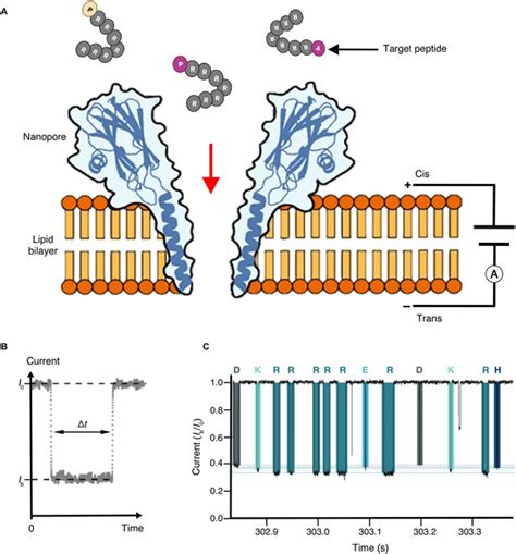 Nanopore Detection Of Target Peptides A Schematic Of A Nanopore