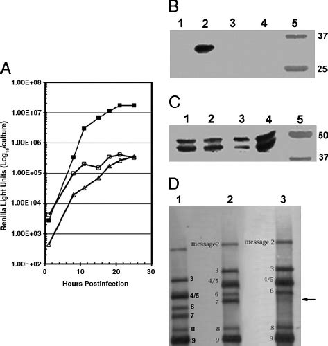 Genome Organization Of Sars Cov Recombinant Viruses Orf7a ͞ B Of
