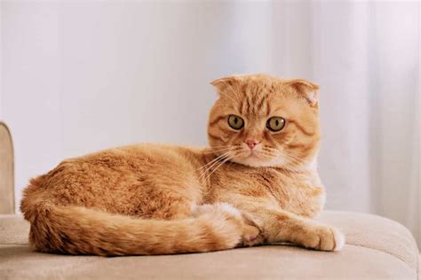 Scottish Fold Cat Prices In 2024 Purchase Cost Vet Bills And Other