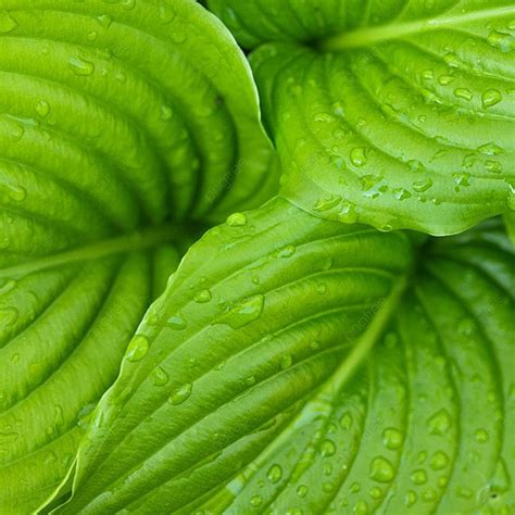 Hosta는 빗방울이 있는 그림 녹색 패턴으로 남습니다 사진 배경 및 무료 다운로드를위한 그림 Pngtree