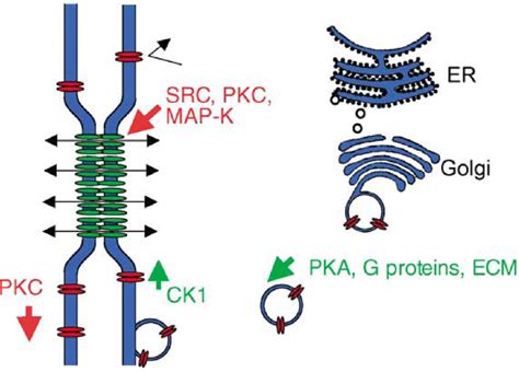 Figure 1 From The Effects Of Connexin Phosphorylation On Gap Junctional