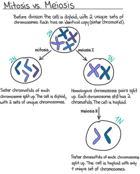 Meiosis Interphase
