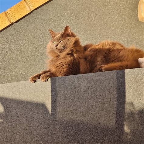 Annie Cam House Sitter Annie And Cam