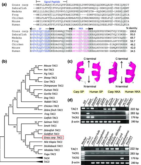 Sequence Analysis Of Grass Carp Tac1 And Tissue Expression Profiling Of Download Scientific