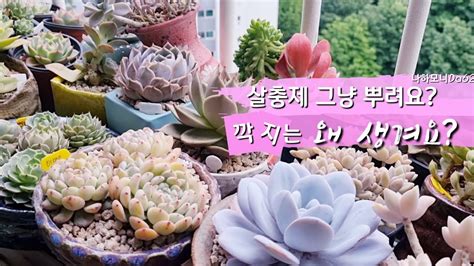 살충제 뿌리면 될까요 깍지벌레가 생기는 이유 다육이 키우기깍지퇴치 Korean Succulent 多肉植物 たにくしょくぶつ Youtube