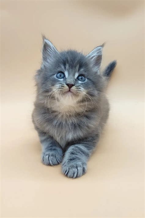Meet Danny Fluffy Gray Maine Coon Kitten