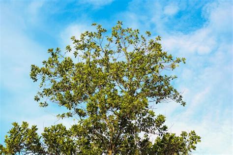 Premium Photo You Can See The Tip Of The Tree With Green Leaves Against The Blue Sky