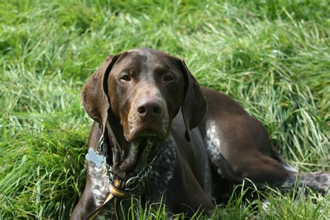 Pointer Having A Bit Of A Sit Imgur