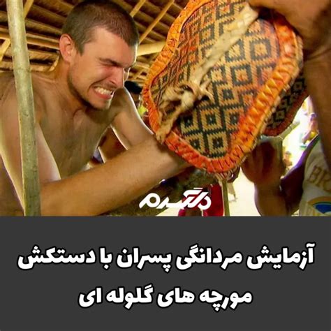 آزمایش مردانگی پسران با دستکش مورچه های گلوله ای