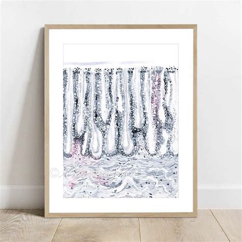Cat Rectum Histology Art Veterinary Histology Art Cat Anatomy Art