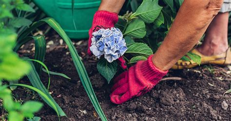 Hydrangea Root Potential Uses Side Effects And Scientific Evidence