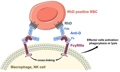 Anti Rhd Immunoglobulin For The Prevention Of Hemolytic Disease Of The