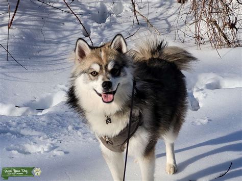 Pomsky Stud Dog In Virginia The United States Breed Your Dog