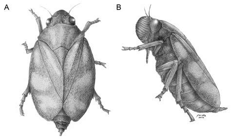 A New Genus Of Spittlebugs Hemiptera Cercopidae From The Eocene Of