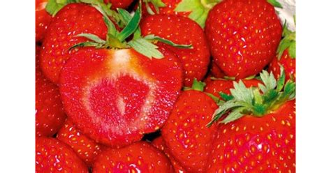 Земляника (клубника) садовая Мальвина купить в магазине Чистый Мир.